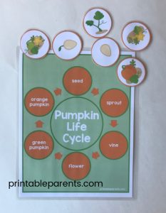 Pumpkin Life Cycle (Free printable pumpkin activity) - Printable Parents