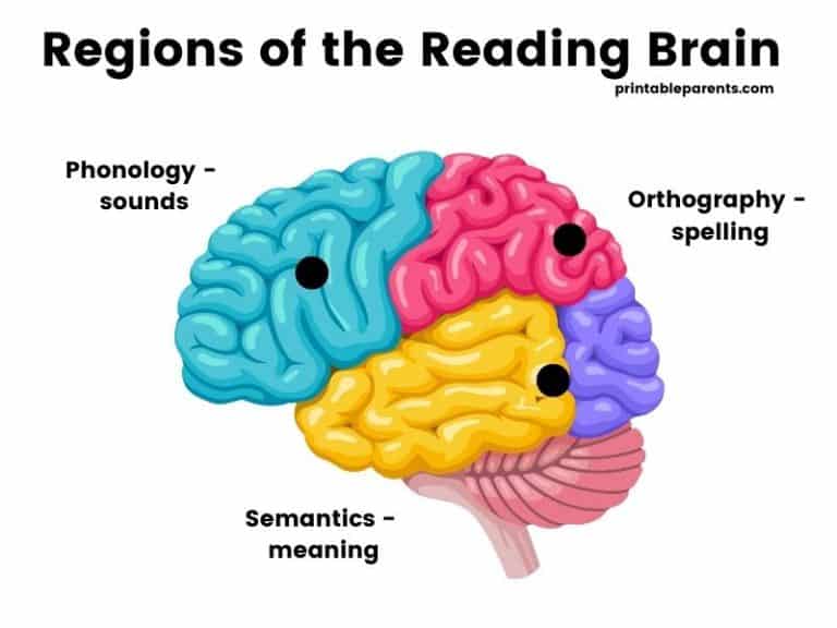 The Brain and Reading - Printable Parents